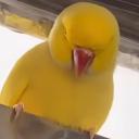 Birb GANG | DISBOARD: Discord Server List