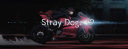 Stray dogz ♡ | Social • VC • Gaming • PFP • Banners • Anime • Emotes ...