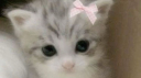 Discord Kittens Discord Server | Discord Invite