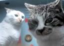 StreetCatWiki