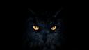 owL | Black Owls Community