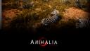 Animalia Survival