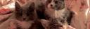 cat cult 🐾