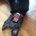 Welcome! | flsw_phpvms